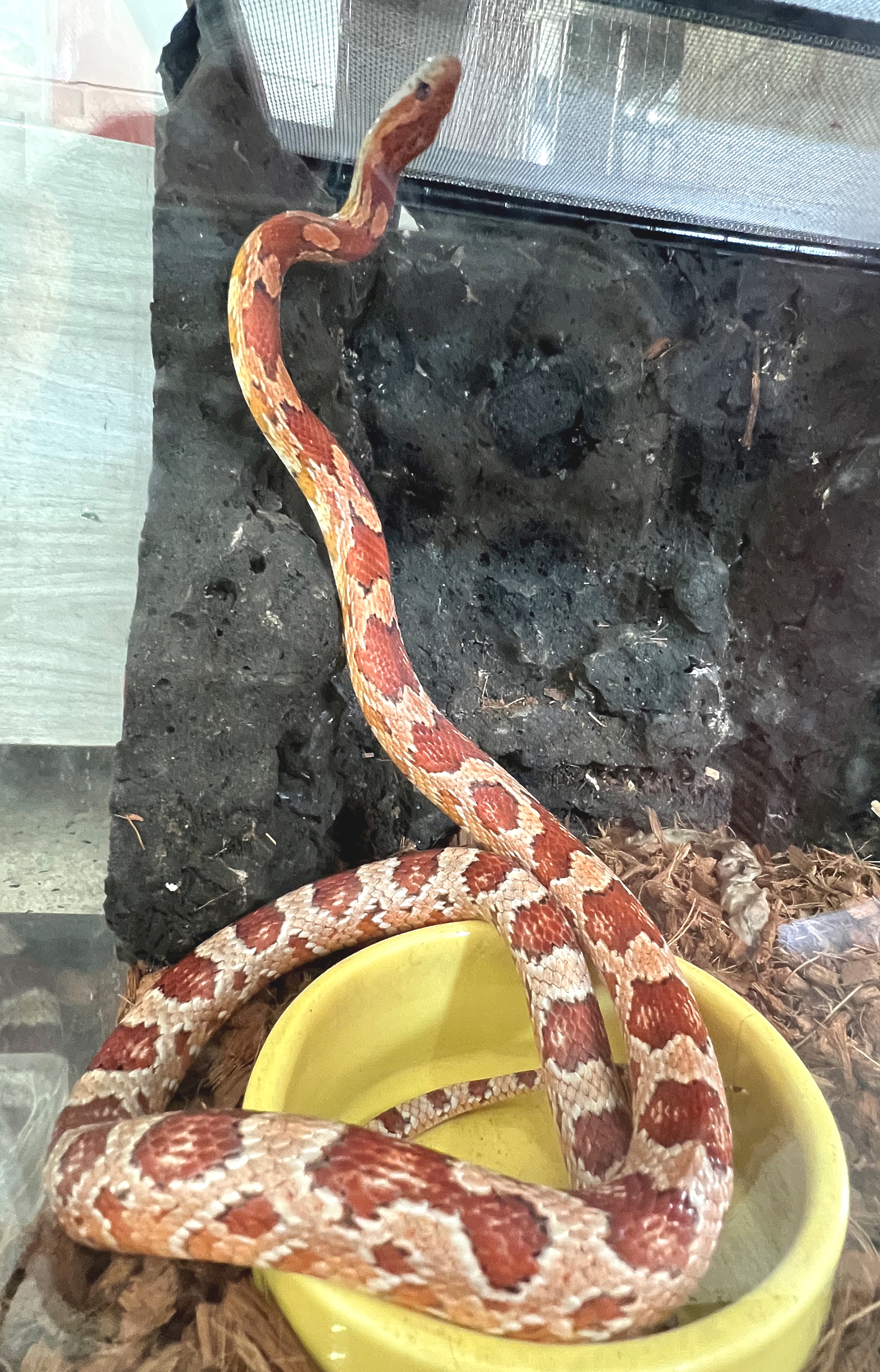 diffused corn snake