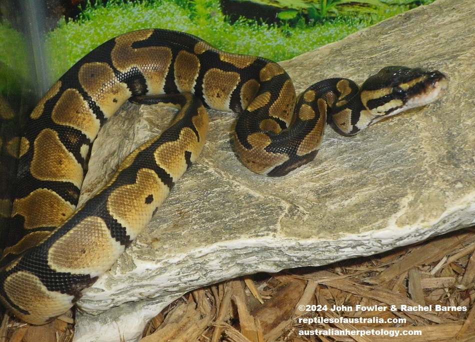 BALL PYTHON Python regius