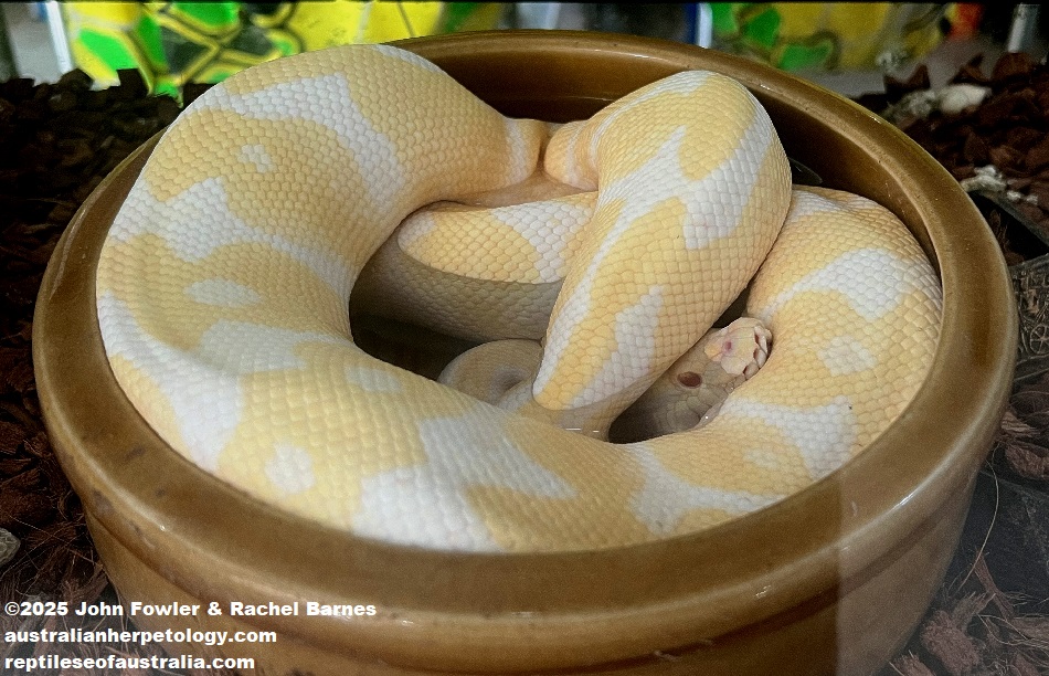 BALL PYTHON Python regius